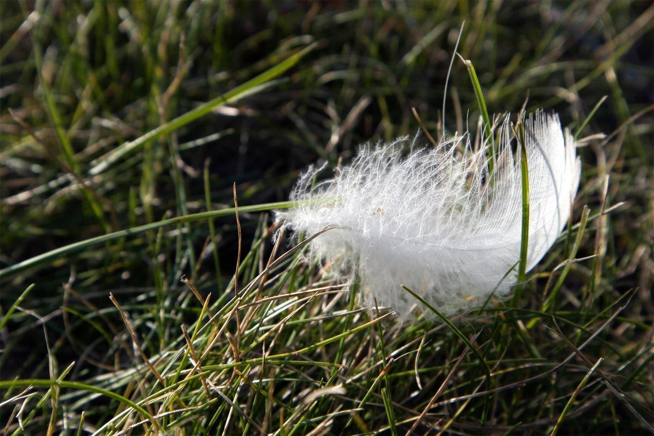 Organic Cotton 90% Goose Down Puff Duvet Comforter – Puredown