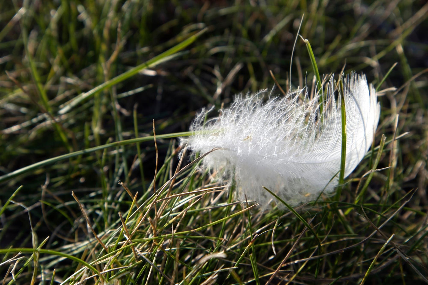 Organic Cotton 90% Goose Down Puff Duvet Comforter – Puredown