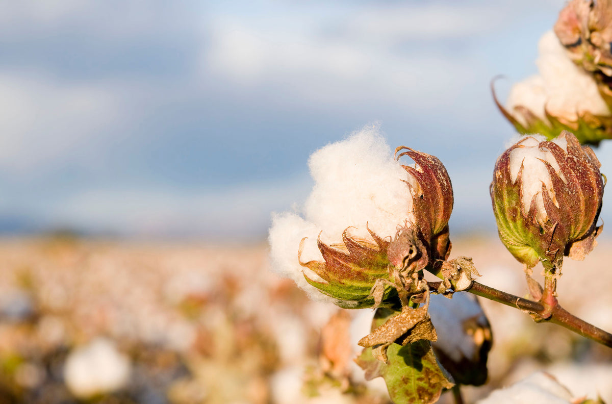 Organic Cotton – Puredown